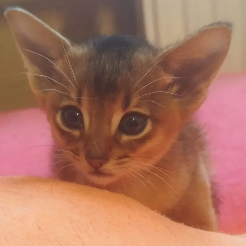 Аббисинские котята