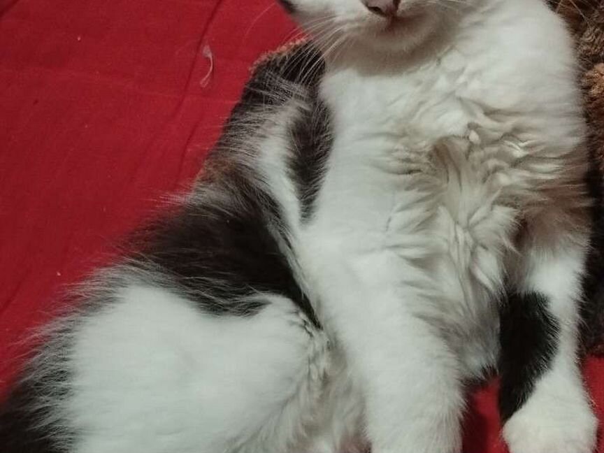 Котёнок Жорик 3месяца, к лотку приучен