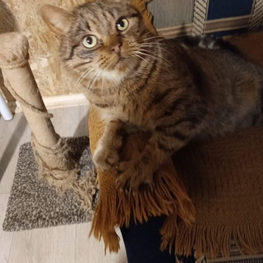 Кот Горчичник