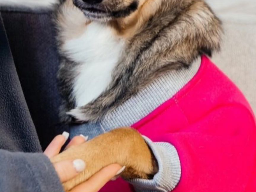 Собака Трейси ждёт свою семью