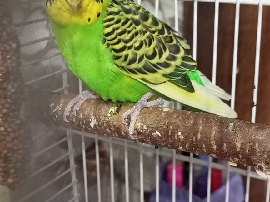 Отдам в добрые руки