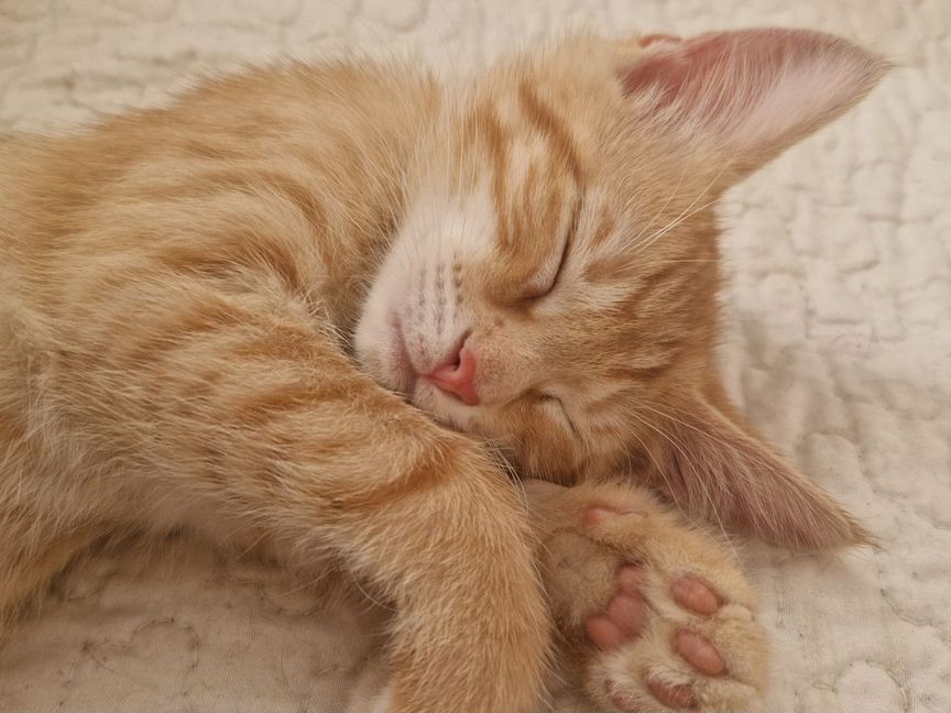 Котёнок в добрые руки