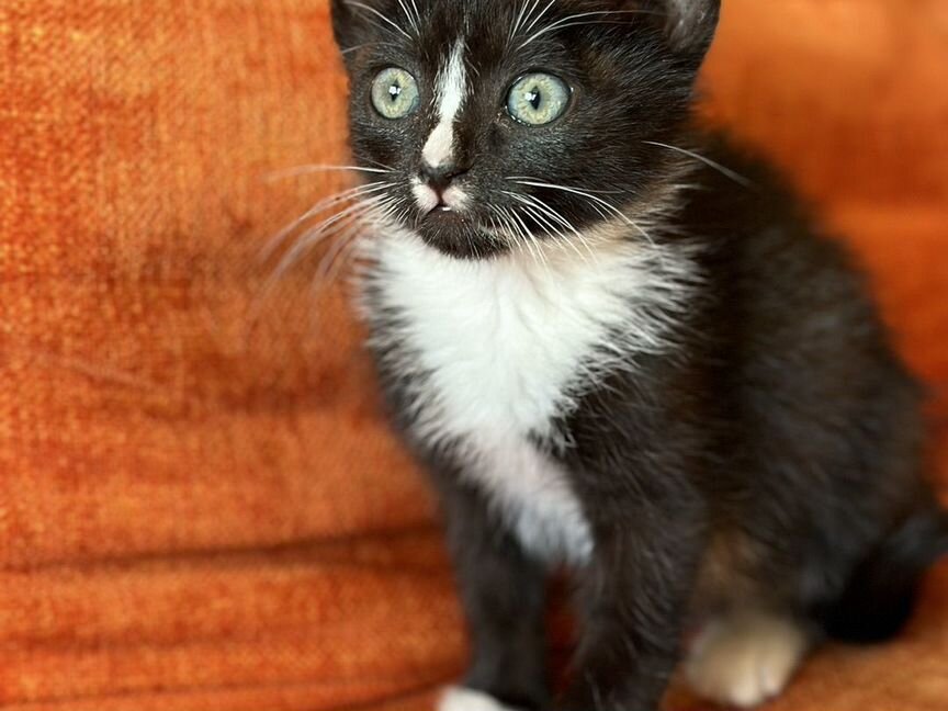 Котик