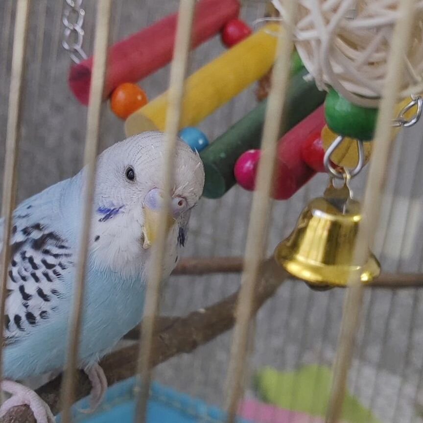 Волнистый попугай