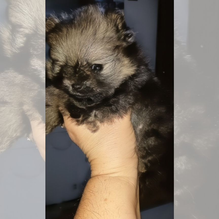 Померанский шпиц, щенок