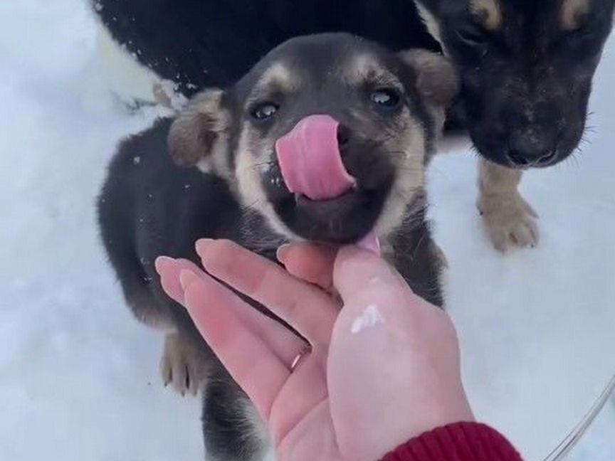 Щенки-девочки в добрые руки