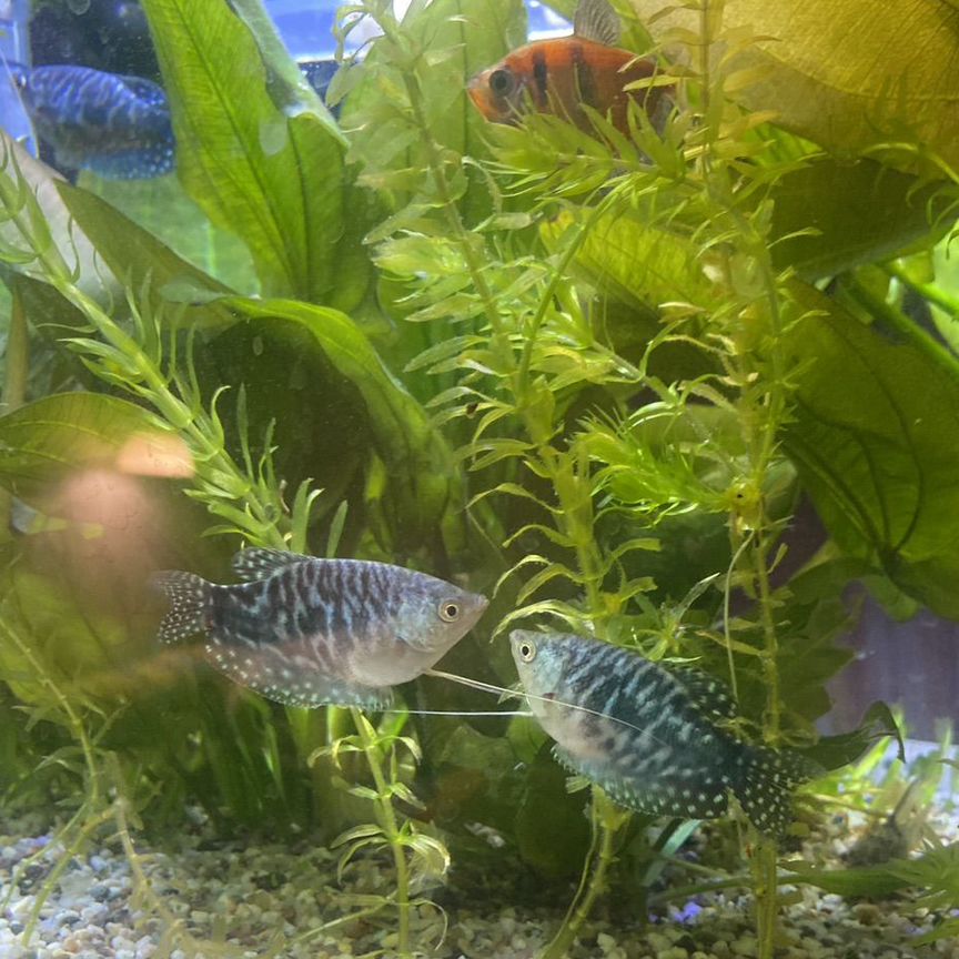 Гурами мраморный