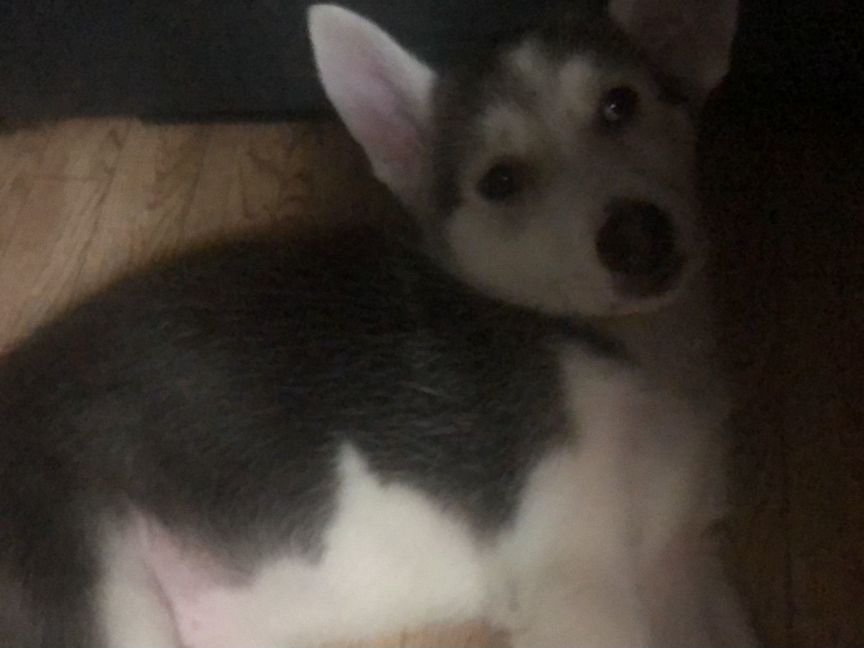 Аляскинский маламут