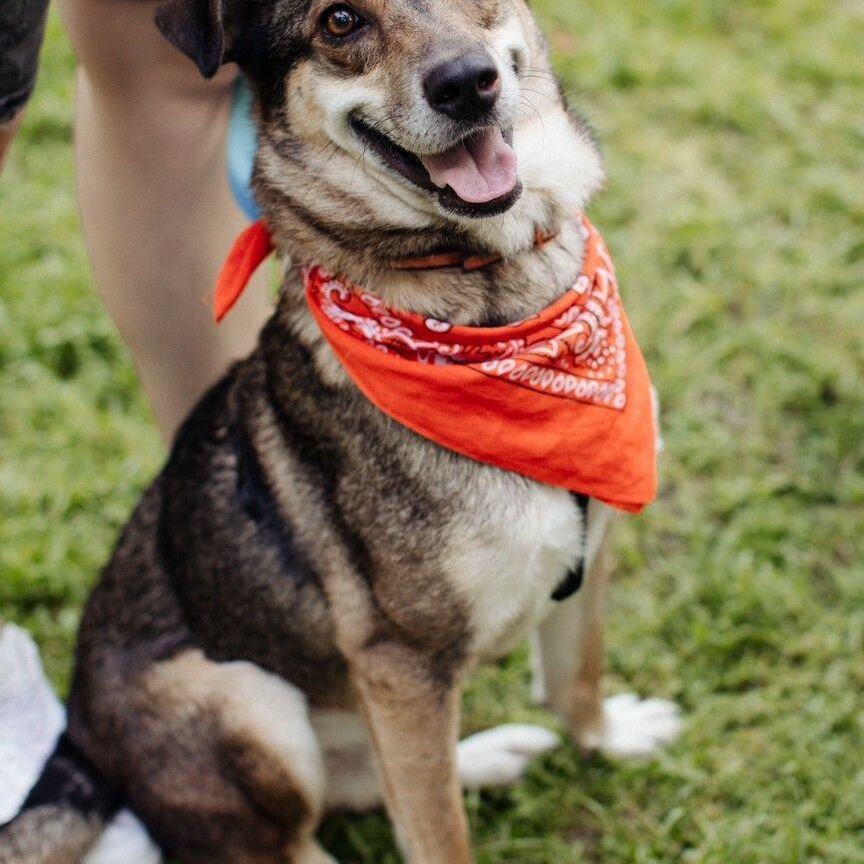 Небольшая собака из приюта ищет дом