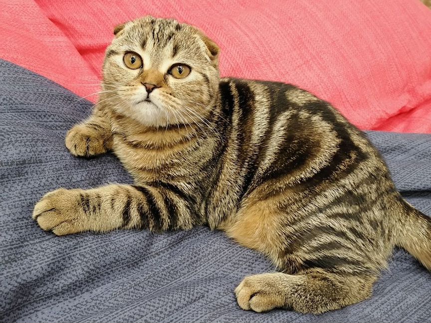 Шотландская