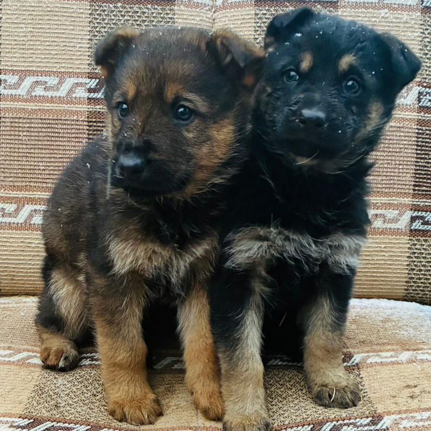 Немецкая овчарка, щенок