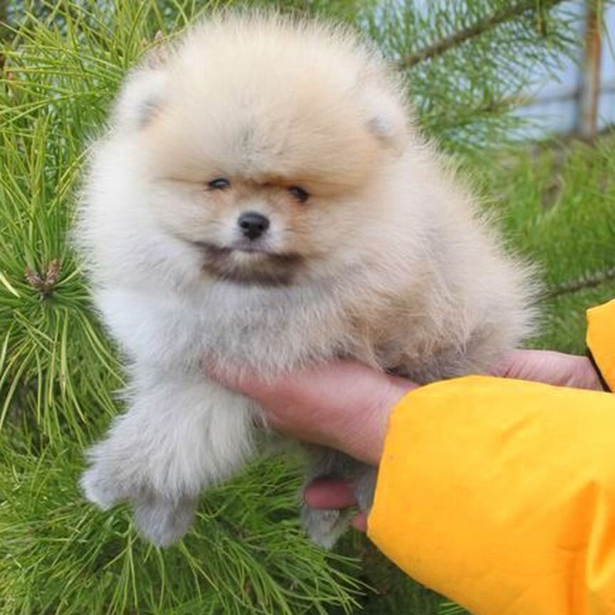 Померанский шпиц, щенок