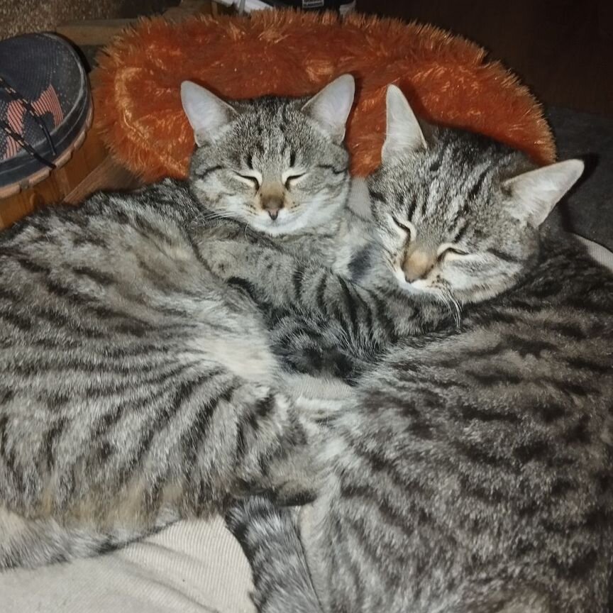 Отдам котят в добрые руки