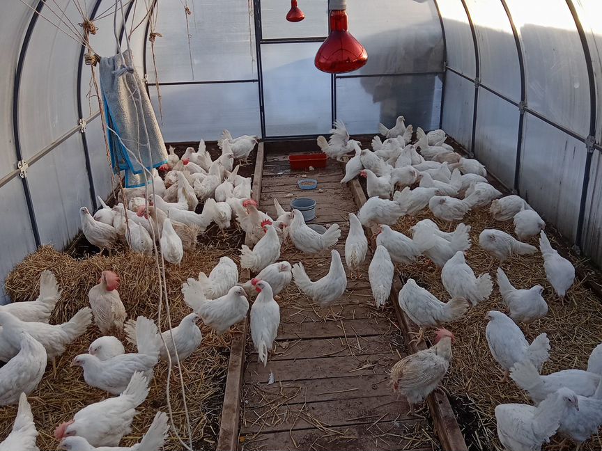 Куры молодки