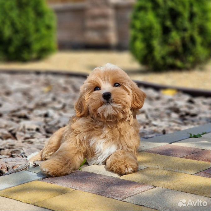 Крошка Мальтипу девочка