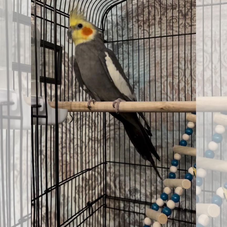 Попугай Корелла с клеткой