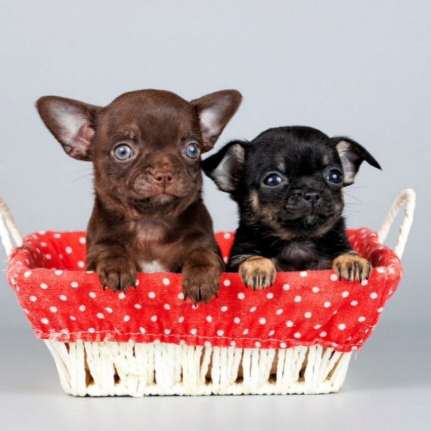 Щенки чихуахуа