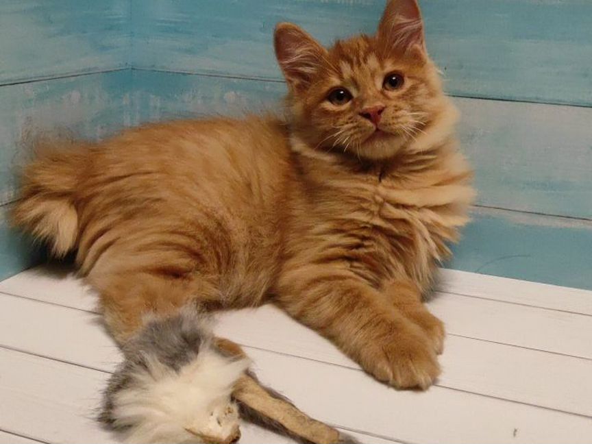 Курильский бобтейл котенок