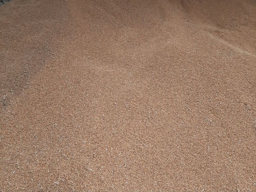 Ячмень, пшеница