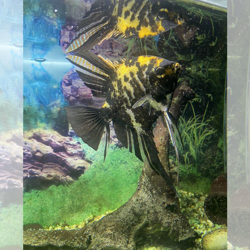 Рыба Скалярия