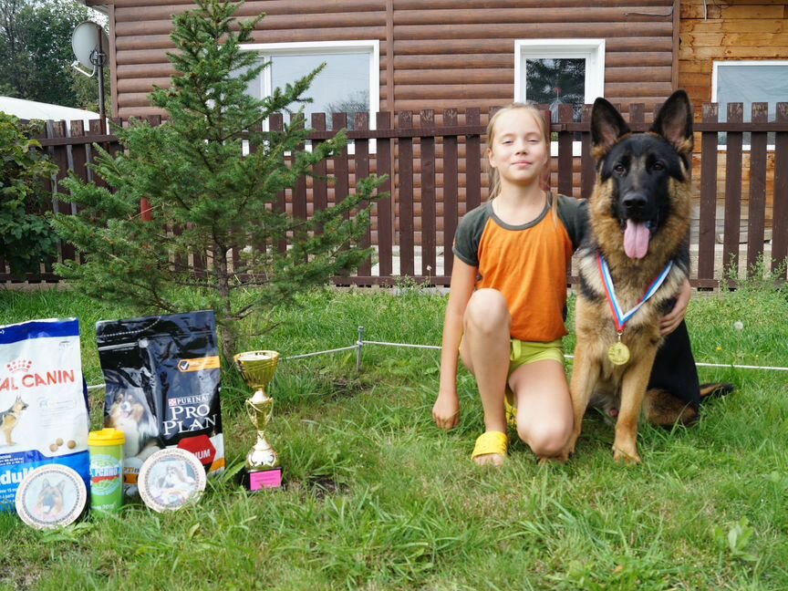 Очень красивые щенки немецкой овчарки с док-ми РКФ