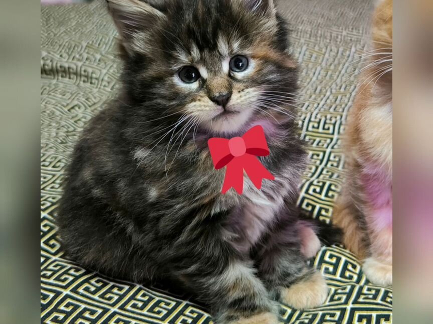 Мейн-кун девочка