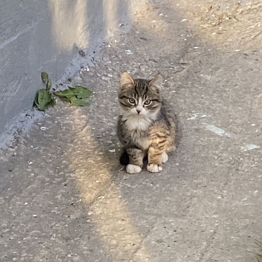 В добрые руки котик и кошечка