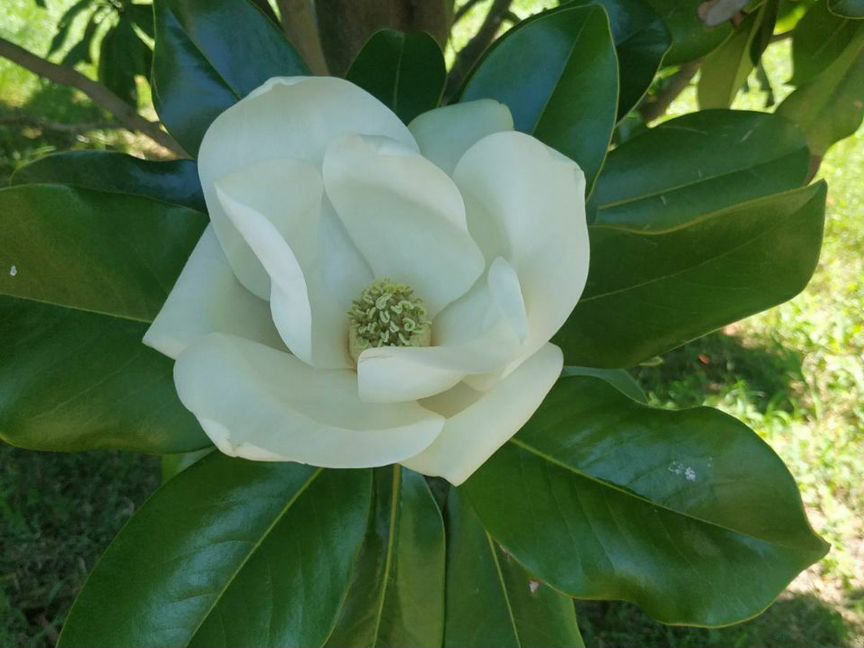 Семена люцерны не магниченные