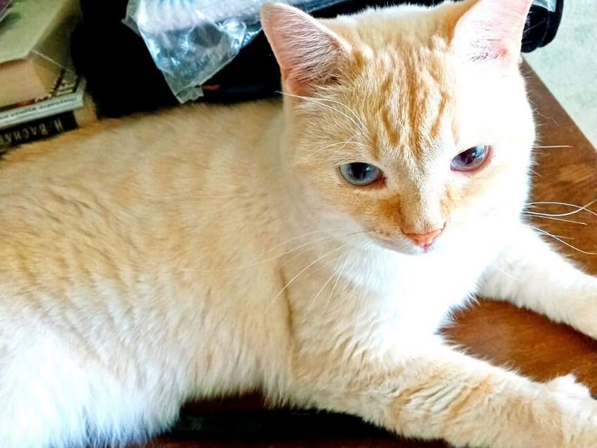Выкинут в середине августа ласково кота