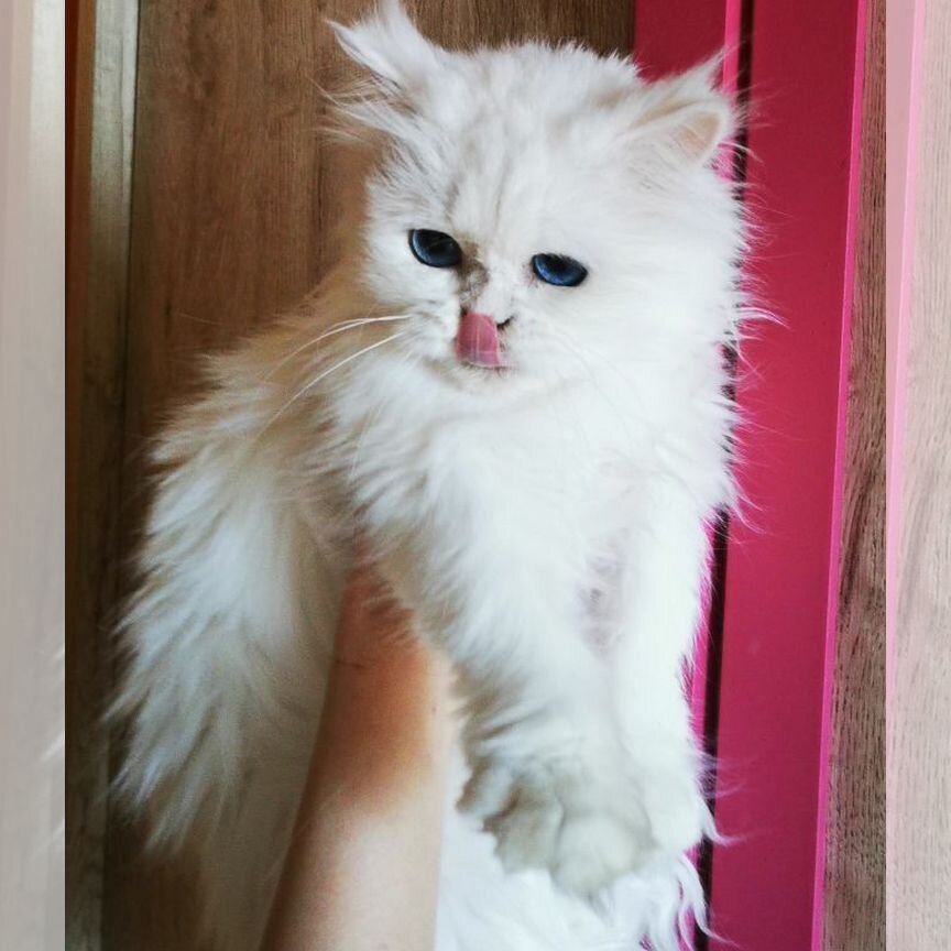 Отдам котёнка