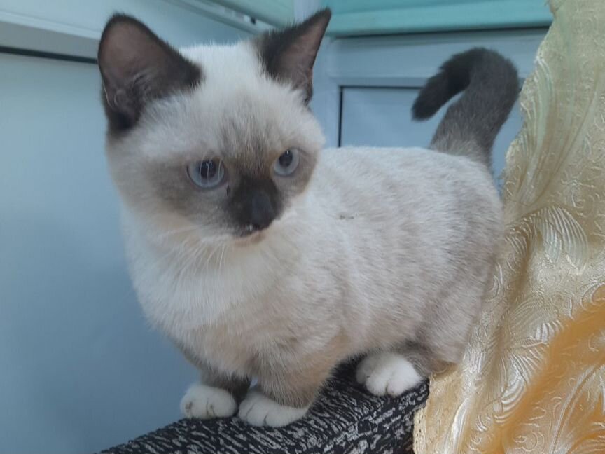 Котик манчкин