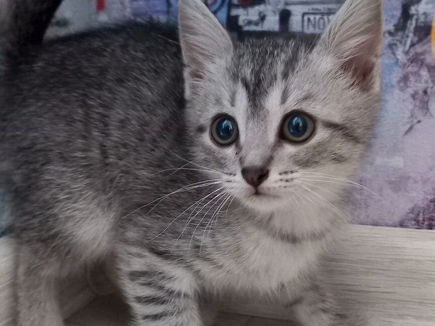 Котенок мальчик