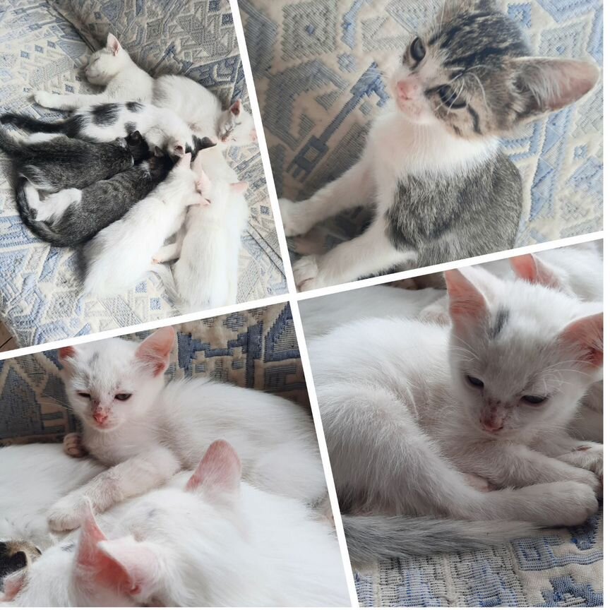Домашние животные котята бесплатно