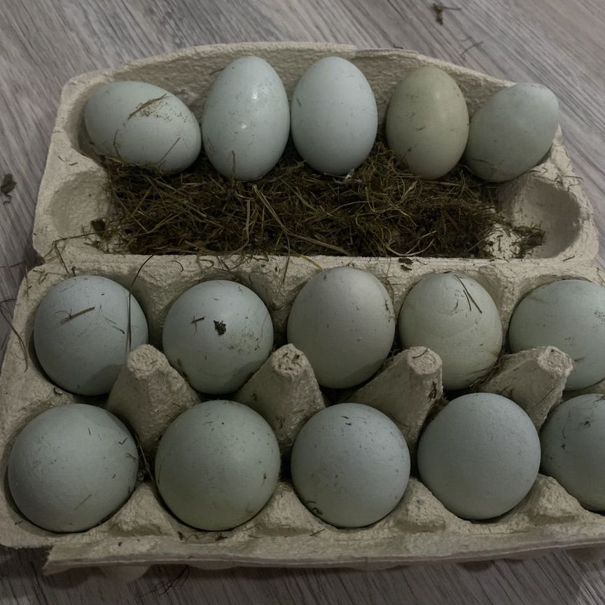 Яйца голубые инкубационные легбар