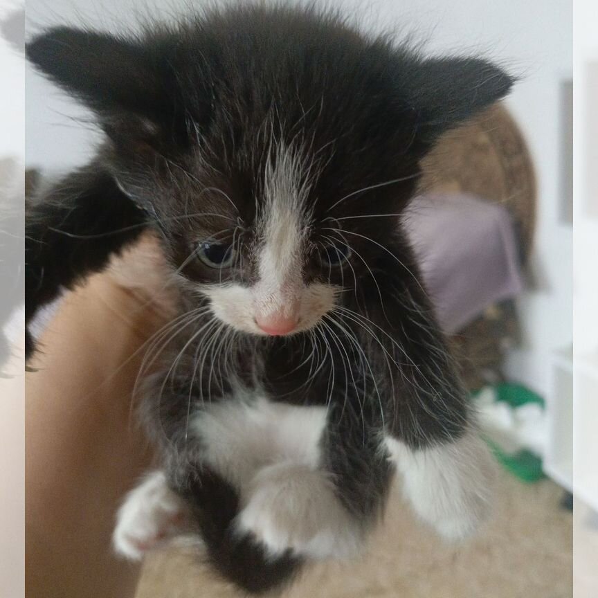 Котёнок в добрые руки