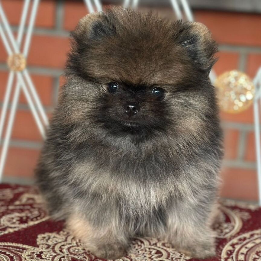 Померанский шпиц, щенок