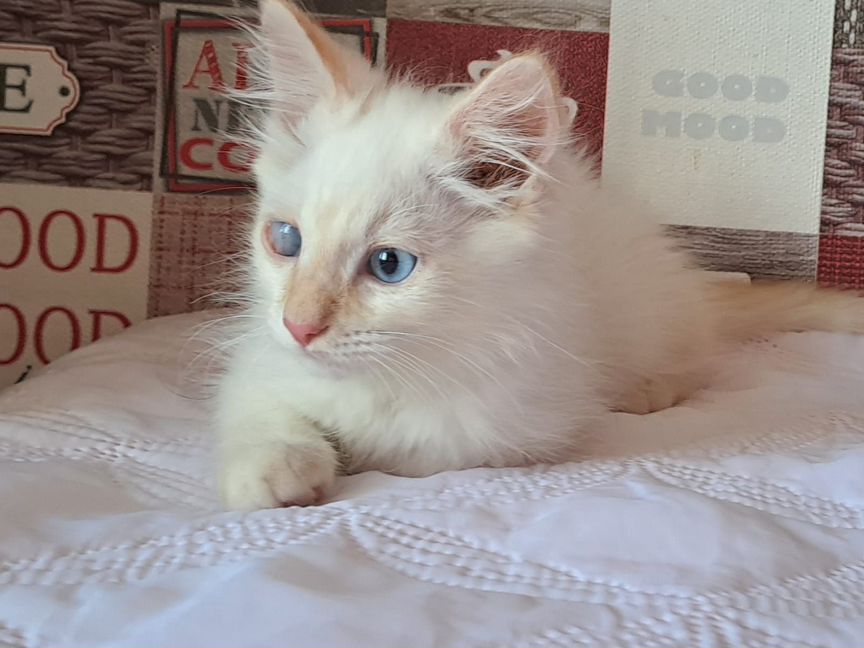 Особенные котята ищут дом