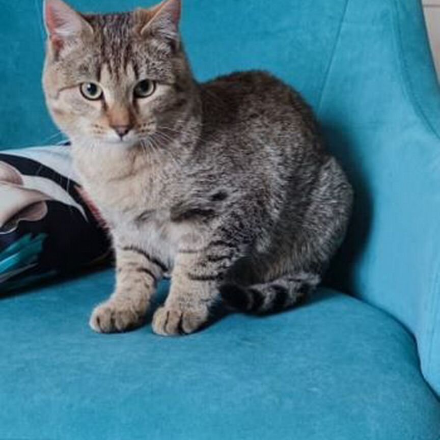 Милейший котик