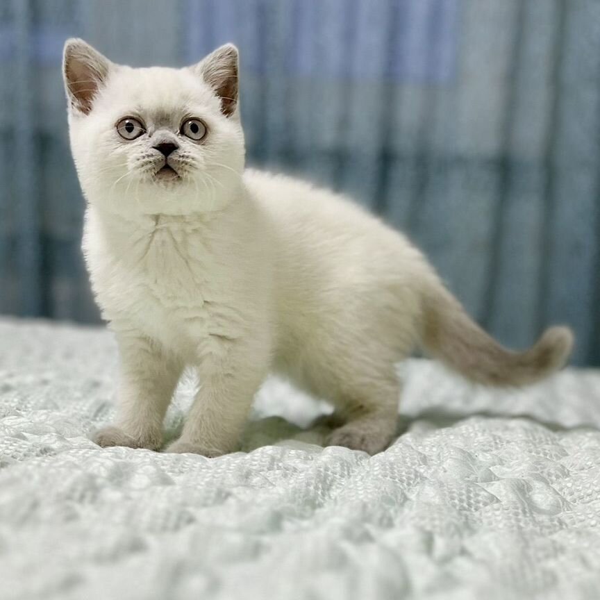 Британские котята