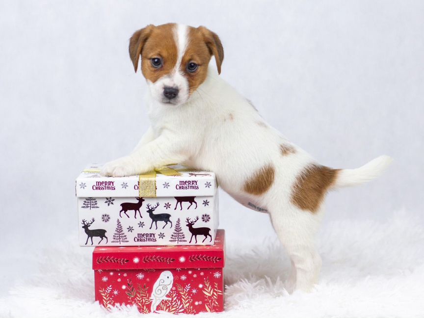 Гладкошерстные Девочки Джек Рассел Терьер РКФ