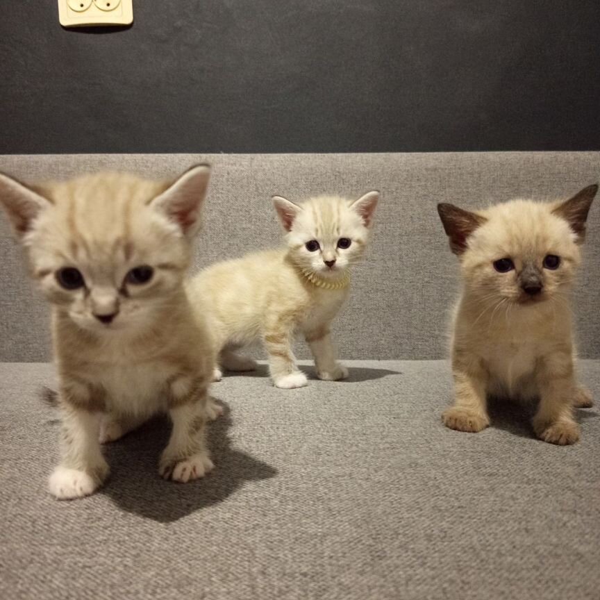 Котята