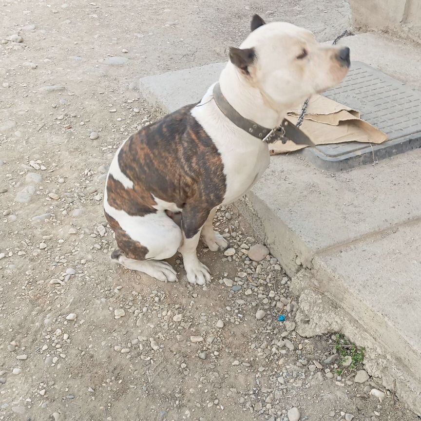 Стаф ищет подругу