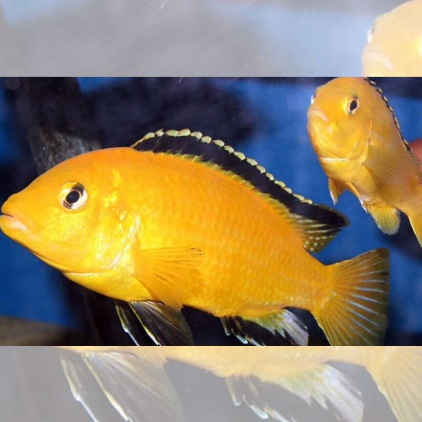 Лабидохромис Еллоу