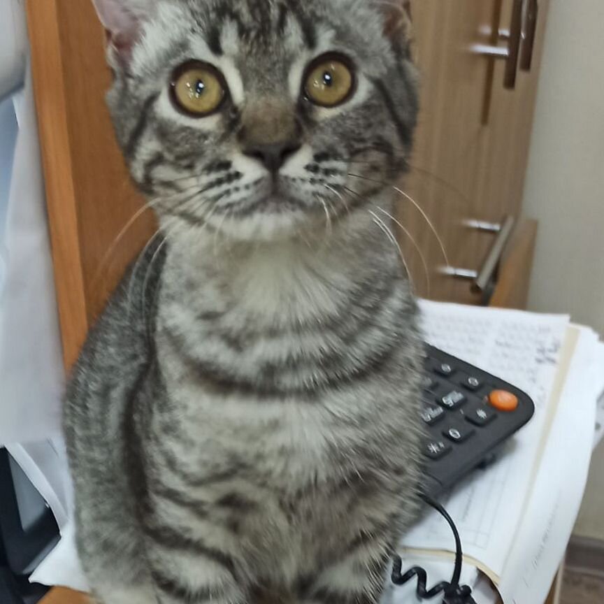 Кошечка Мия