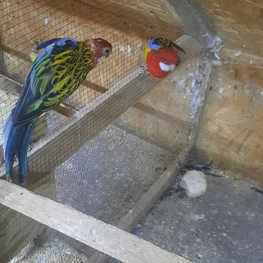 Попугай розелла