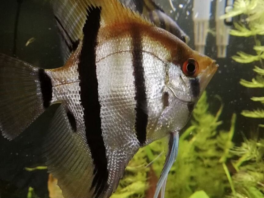 Рыбки в аквариум Скалярии