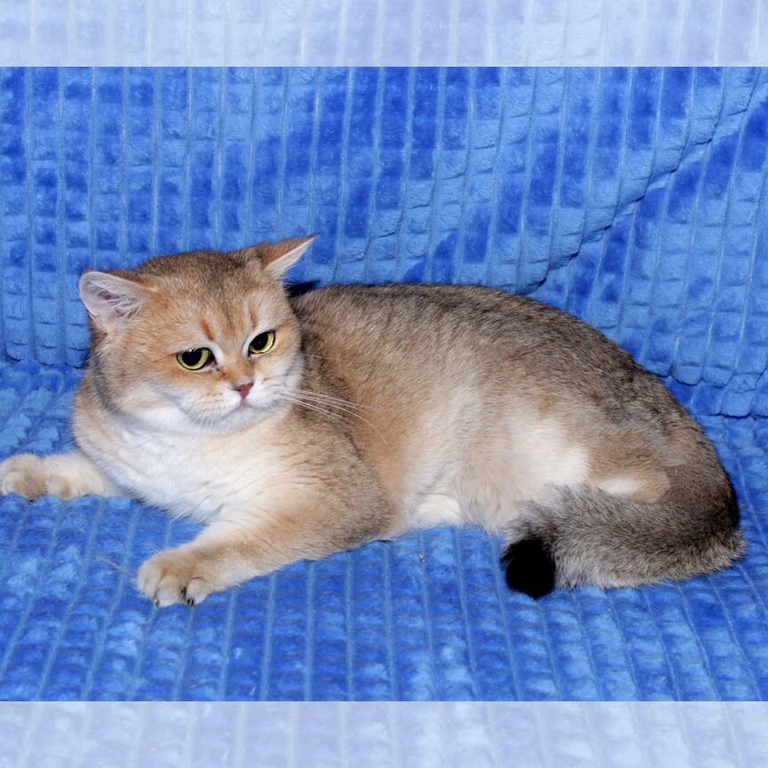 Британская короткошёрстная, взрослая кошка