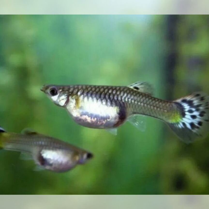 Гуппи самки