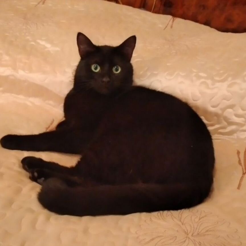 Котик в очень добрые руки