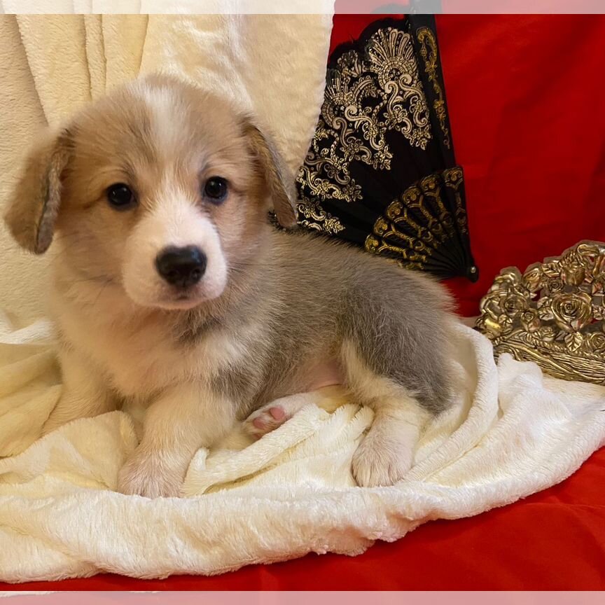 Вельш Корги Пемброк, щенок